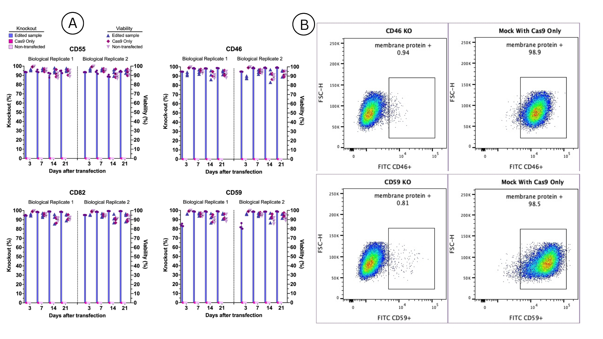 Not Your Average Knockout: Introducing Cell Editing with XDel CRISPR Technology